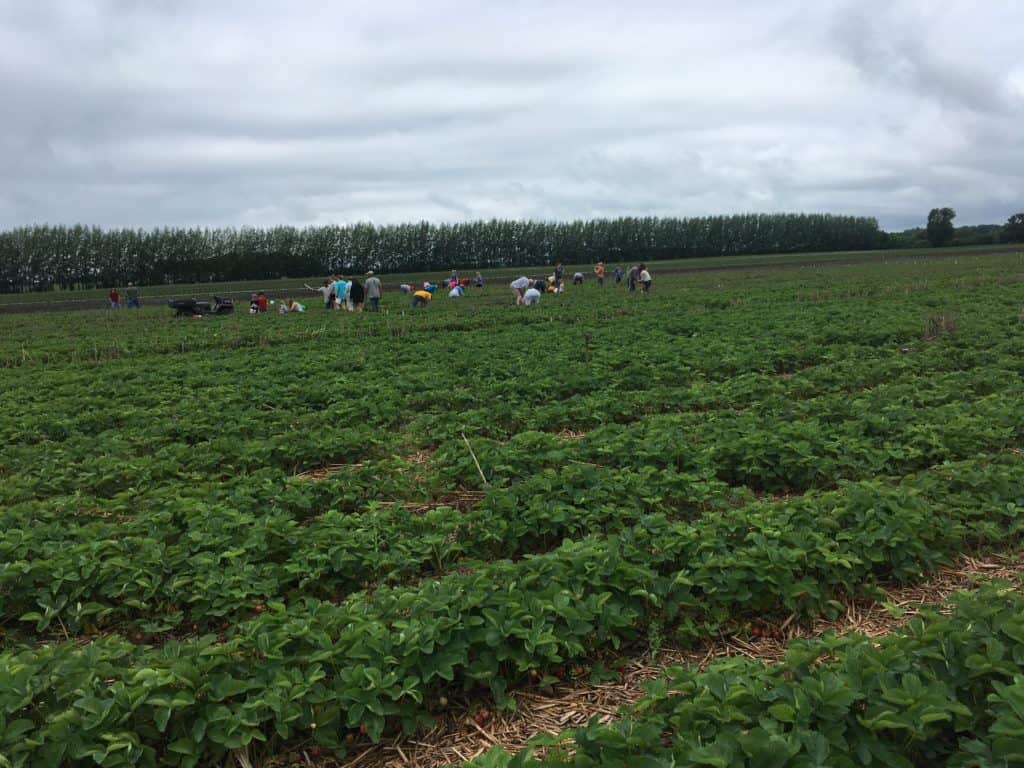Picking Local, Fresh Strawberries
