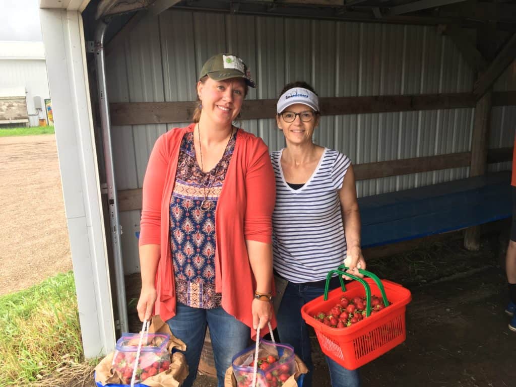 Picking Local, Fresh Strawberries