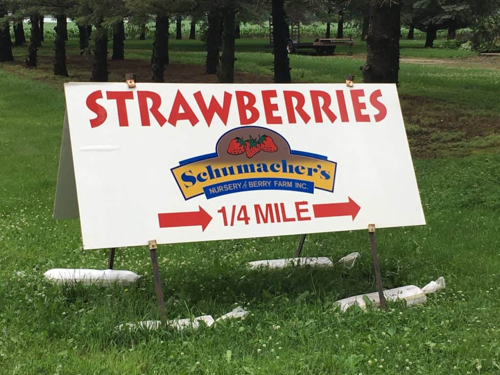 Picking Local, Fresh Strawberries